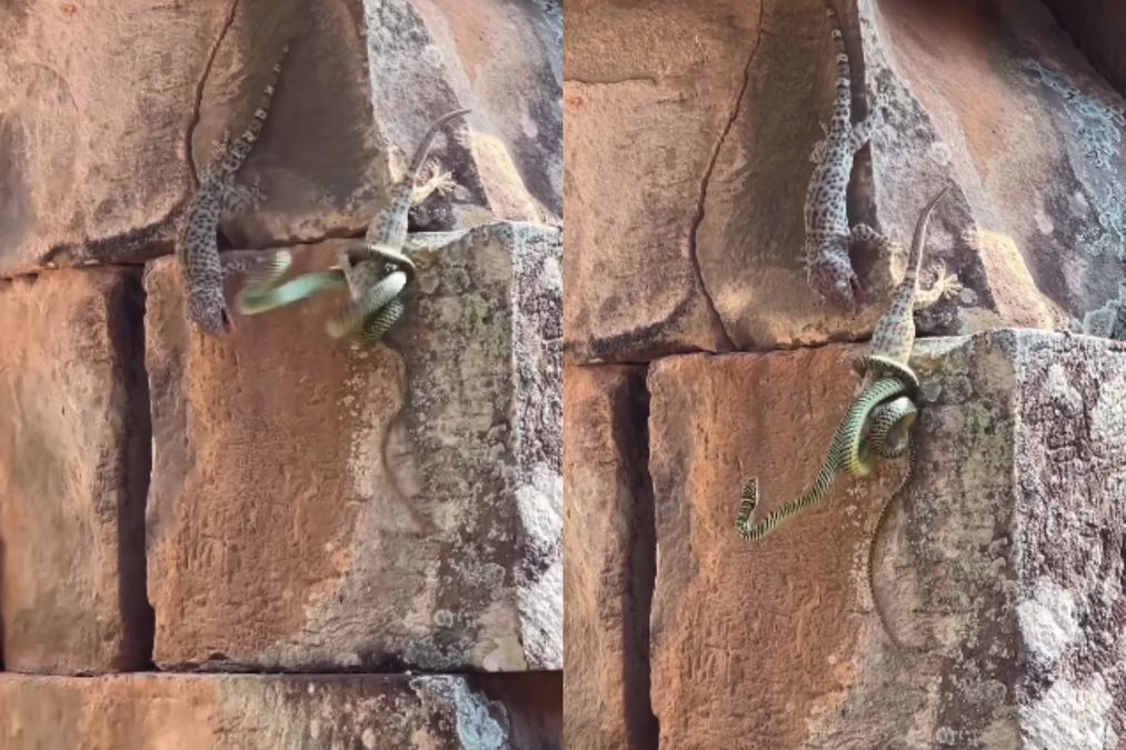 Viral Animal Video: Brave gecko faces off against determined snake in ...