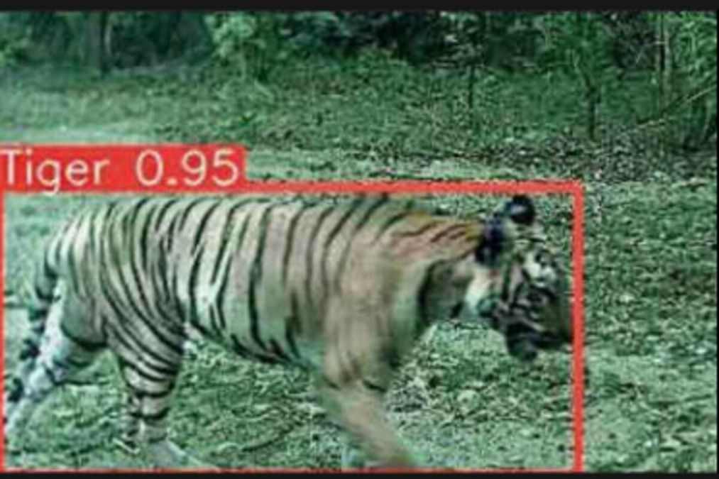 India's Innovative AI Camera System Can Track Tigers with Lightning Speed, Sending Alerts every ...