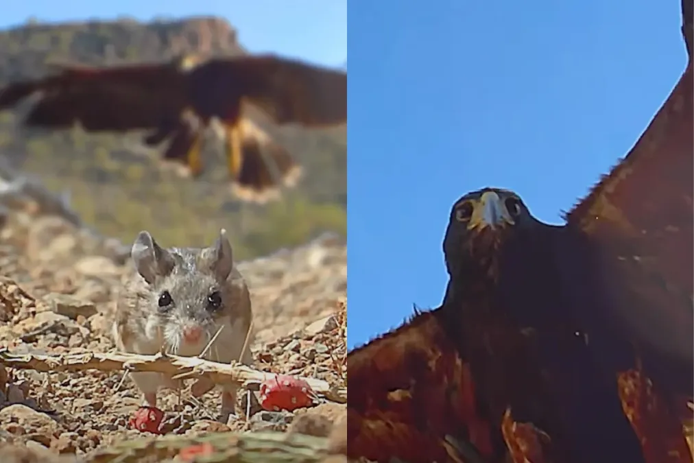 Viral Animal Video: A Hawk and Mouse Chase That's Sure to Give You ...