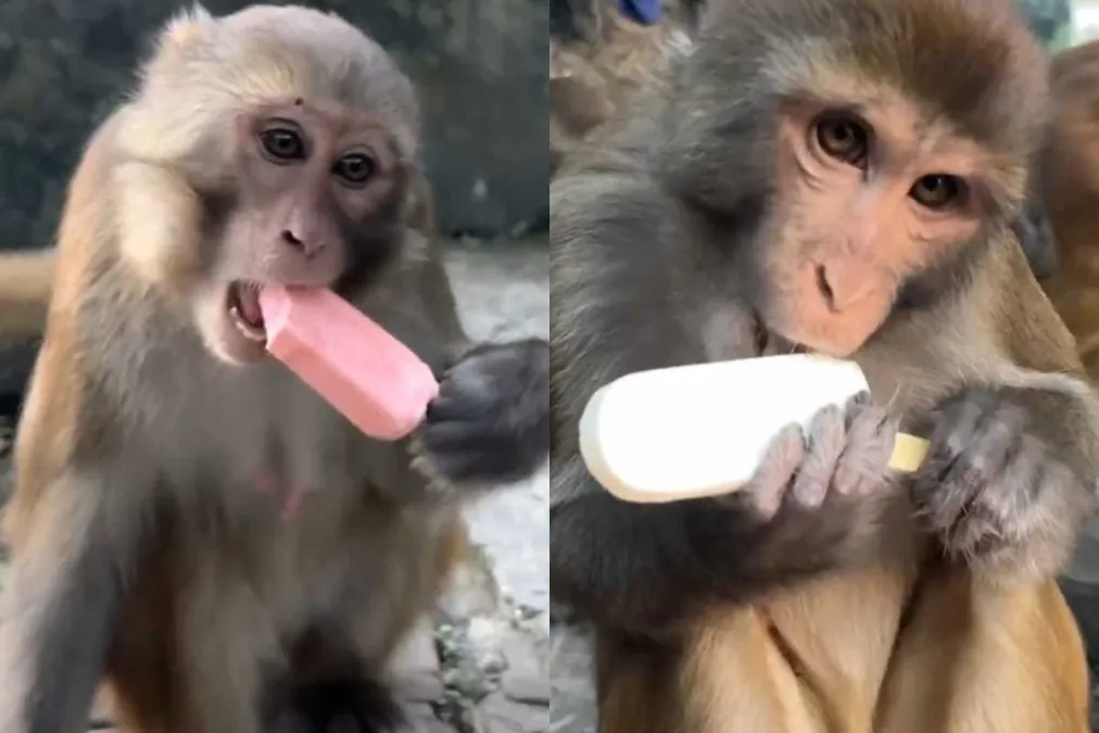 Viral Animal Video: A never seen before party! Video of Monkeys ...