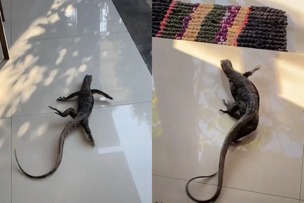 Viral Animal Video: Big Fat Lizard Sneaks inside a House, Breaks into a ...