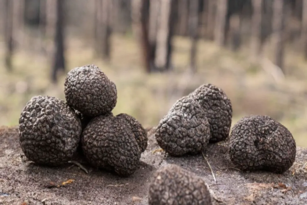 The Mystique Behind the Culinary 'Black Diamond,' Know Why Are Truffles ...
