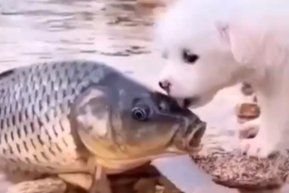 Animal Viral Video: Strange! Puppy and Fish Redefine Friendship Goals ...