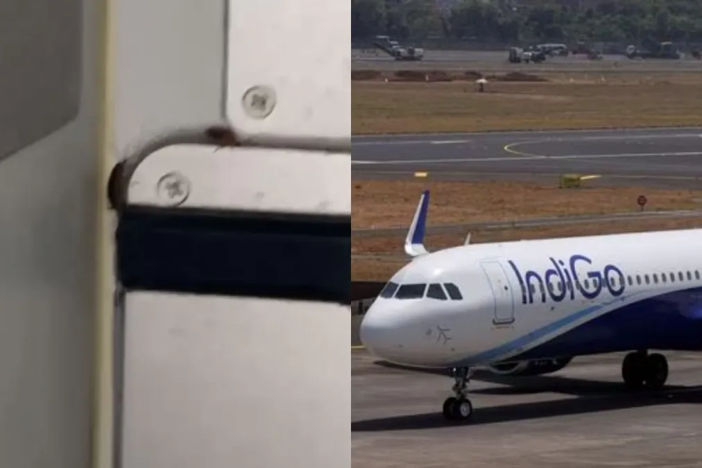 Viral Video: Cockroach on a Joyride on Indigo Flight! Passenger Irked to See it Loitering in the ...