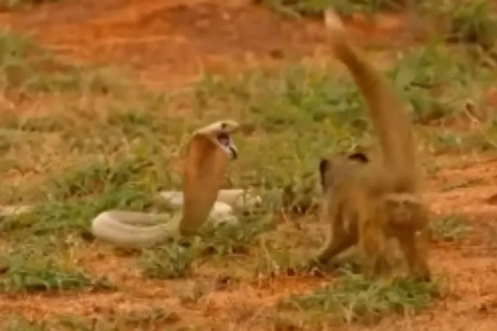 Animal Viral Video: Unbelievable! Mongoose and Snake in a Battle of ...