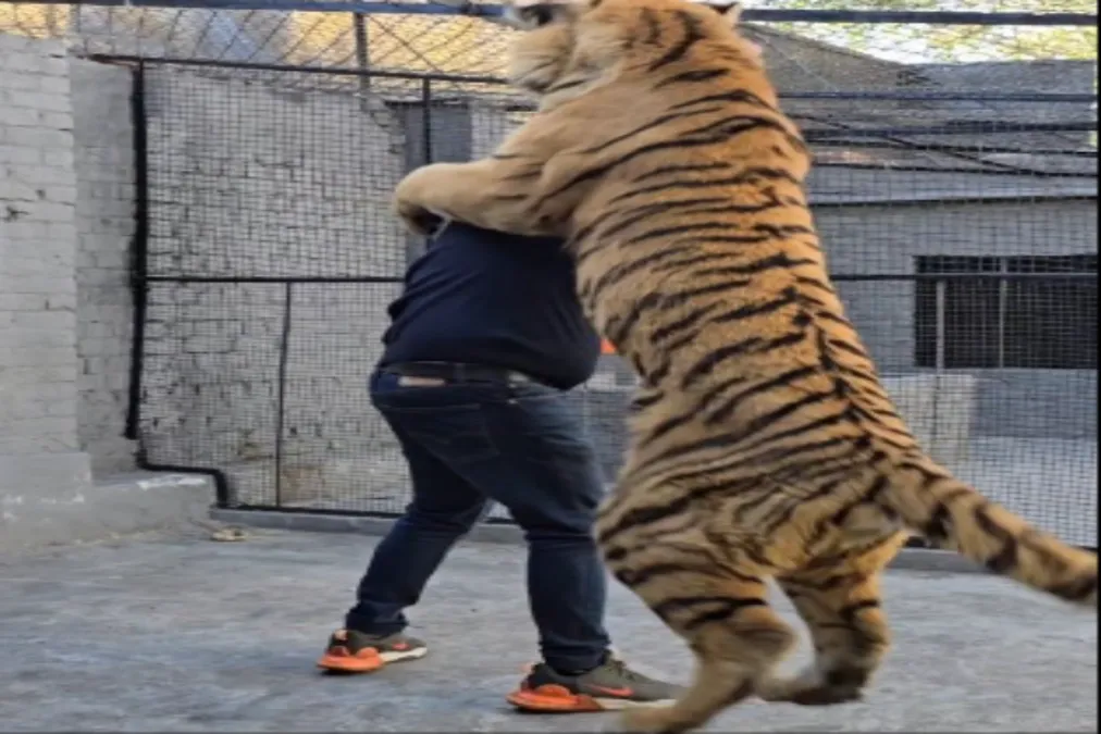 Animal Viral Video: Unbelievably Shocking! Man's Encounter with Tiger ...