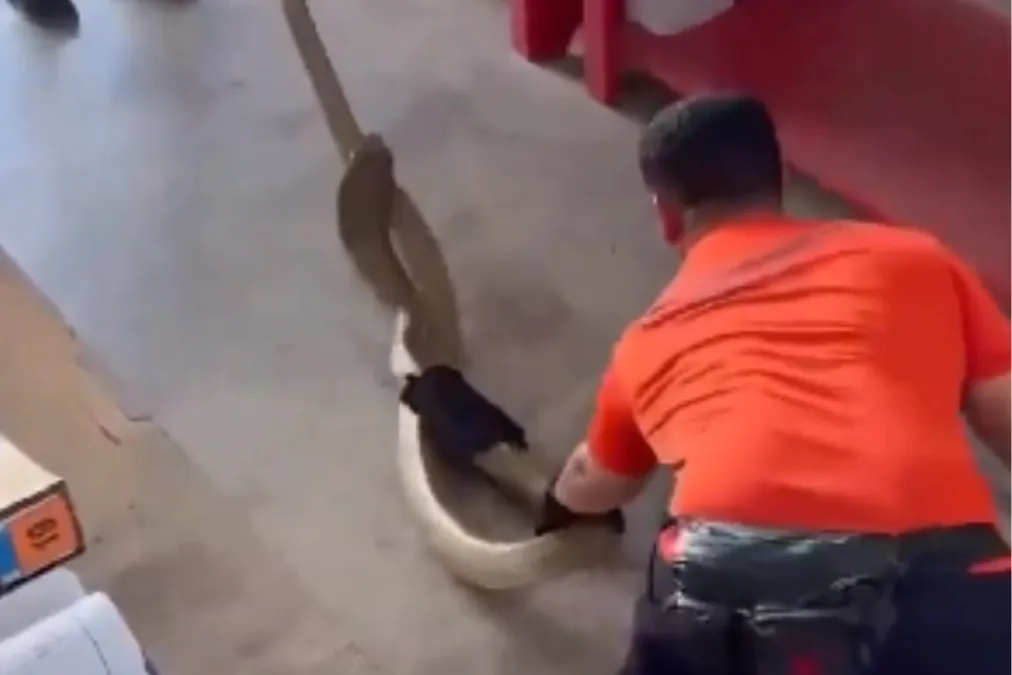 Animal Viral Video: Unbelievable! Rescuers Make Giant Cobra Angry While ...