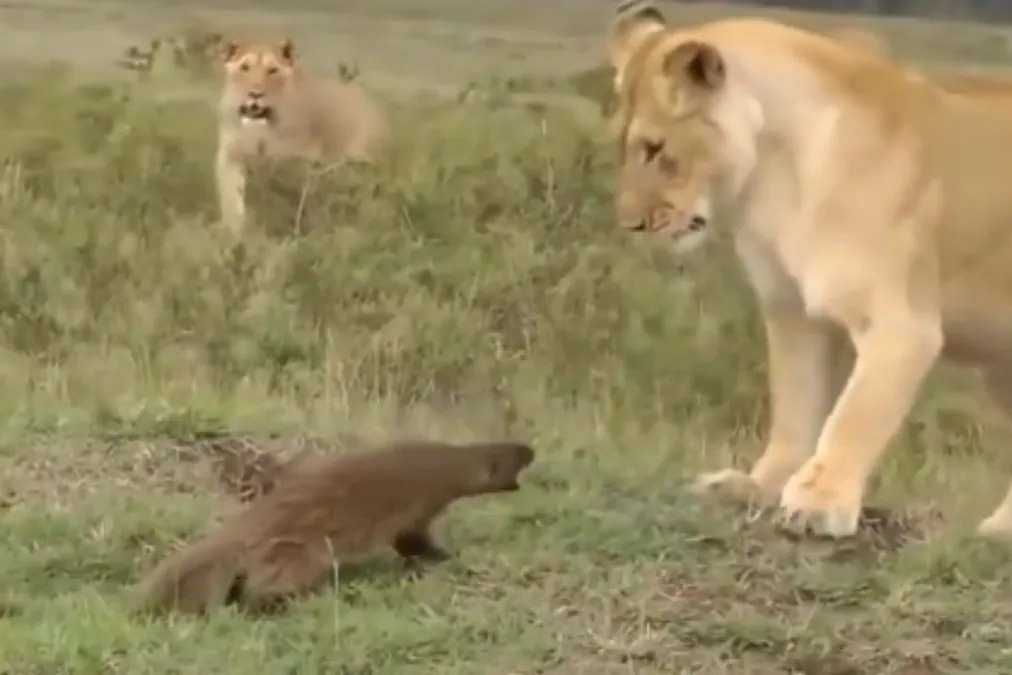 Animal Viral Video: Epitome of Bravery! Honey Badger Courageously ...
