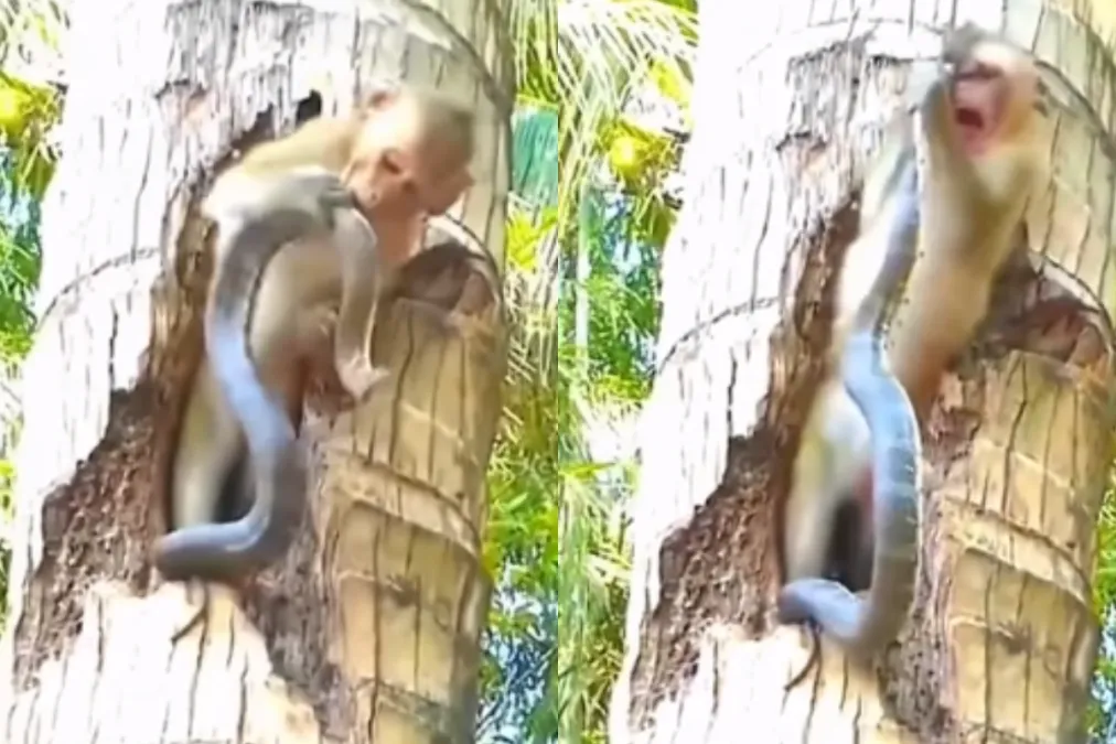 Animal Viral Video: Unbelievable! Venomous Snake Ferociously Attacks Monkey, the End Will Make ...