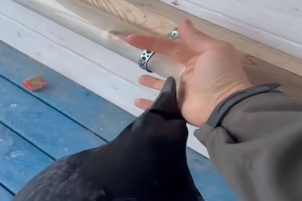 Viral Video: Genius! Crow's Innovative Technique to Retrieve Cloth from ...