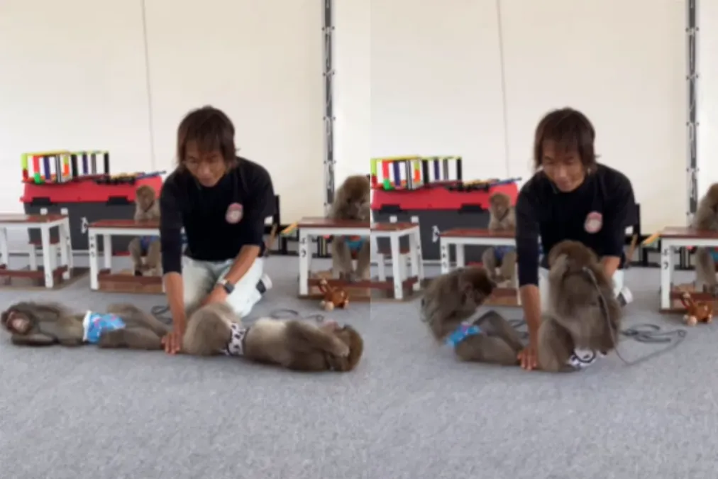Animal Viral Video: Monkeys Exercise Hard on International Yoga Day ...