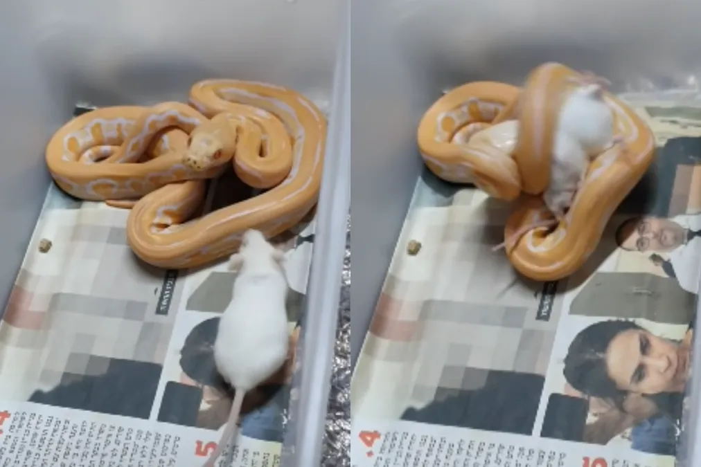 Animal Viral Video: Rat Tries to Play With Snake, Gets a Rude Shock ...
