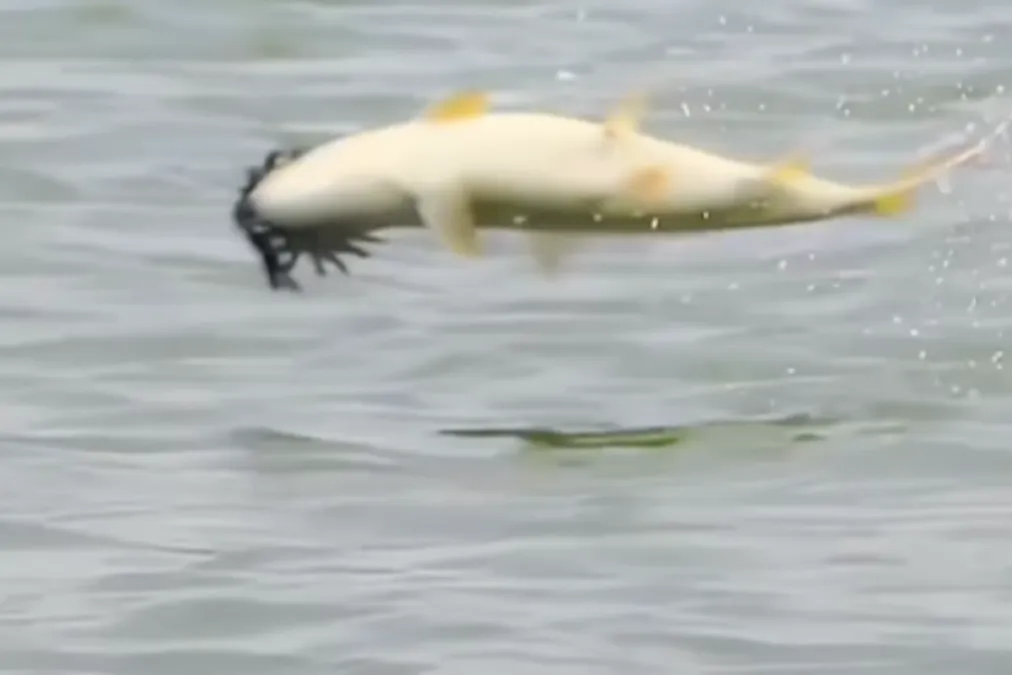 Animal Viral Video: Perfect Catch! African Tigerfish's Jaw-Dropping ...