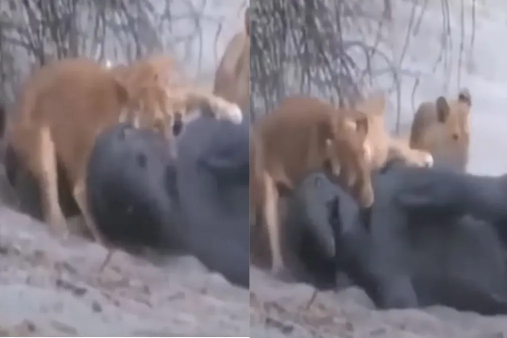 Animal Viral Video: Community Support! Lions Attack Baby Elephant, Herd ...