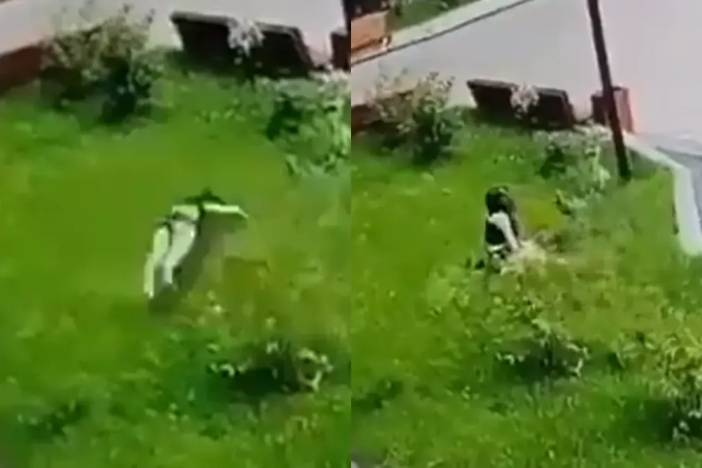 Viral Video: Jaako Raakhe…! Russian Woman Falls from 13th Floor, What ...