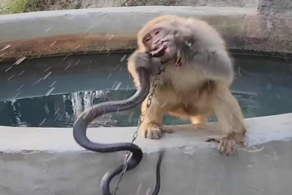 Animal Viral Video: Wild! Monkey Takes on Venomous Cobra in Stunning ...