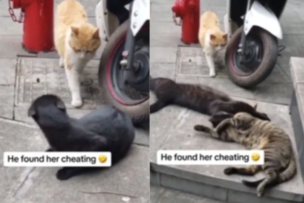 Animal Viral Video: Like Humans, Cats Too Demand Loyalty in ...