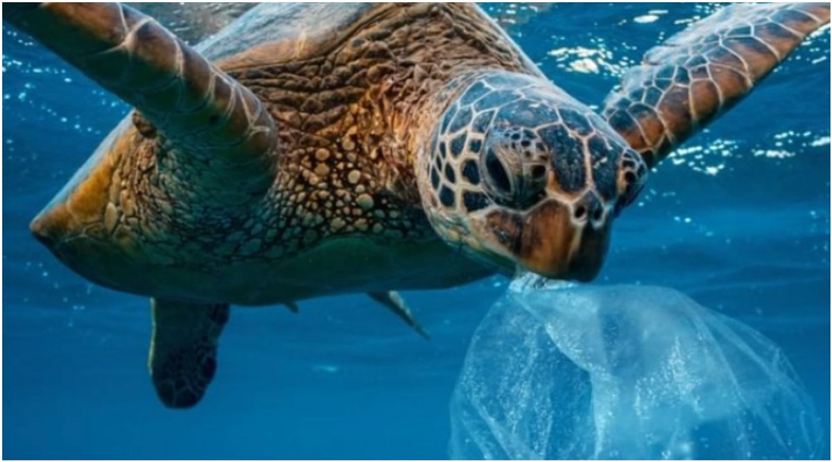 Everything You Need To Know About Blue Beauty