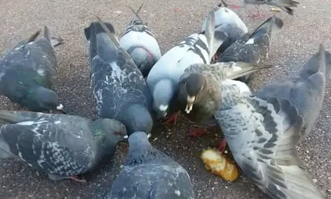 Pigeon poop causes 60 diseases, what are they and how to avoid them