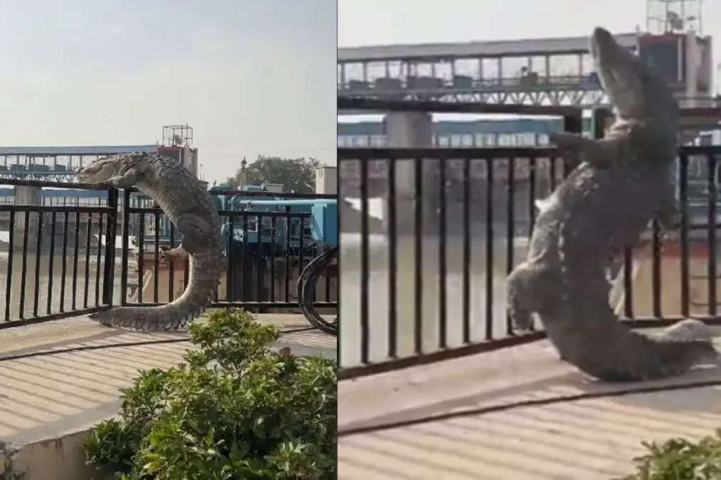 Video of Crocodile came out of water in Naraura is viral on the Internet