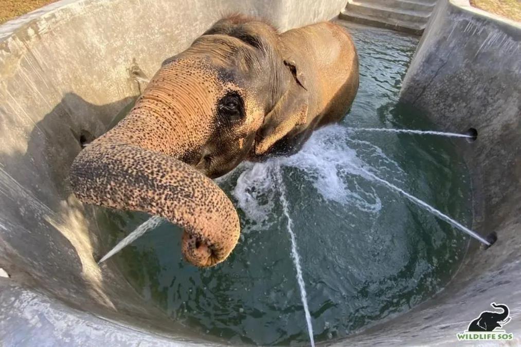 Elephant Freed After 50 Years' Captivity Celebrates 12th Year at SOS ...
