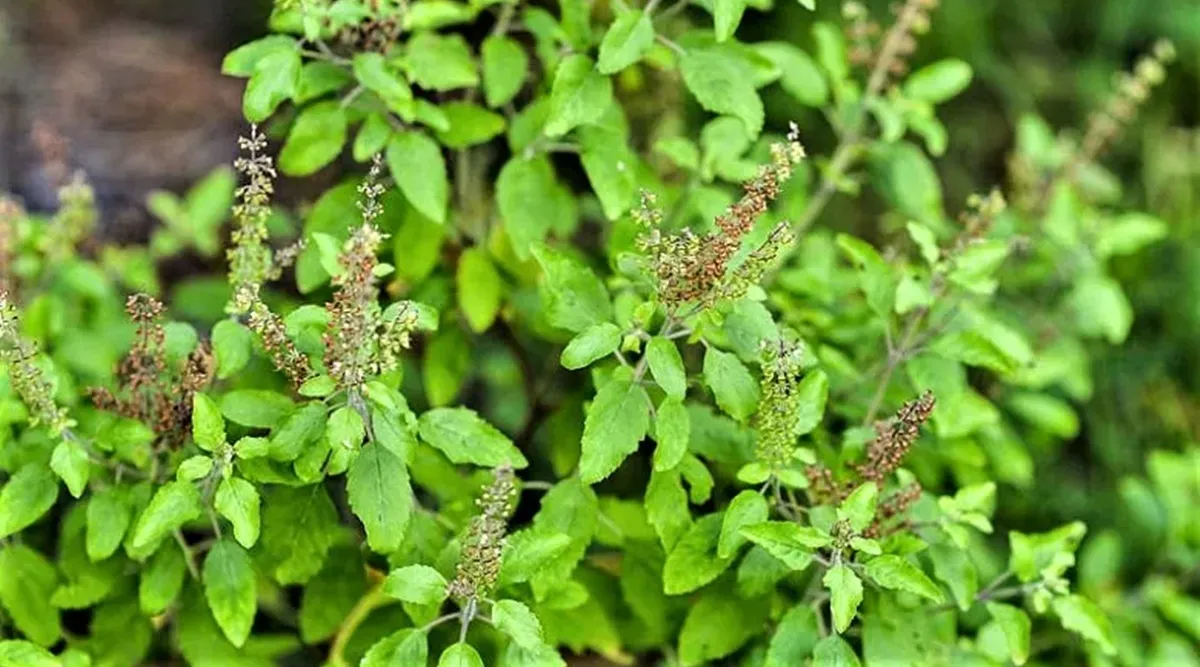 തുളസിയില കഴിക്കാറുണ്ടോ? ഈ ദോഷവശങ്ങള്‍ കൂടി അറിഞ്ഞിരിക്കുക