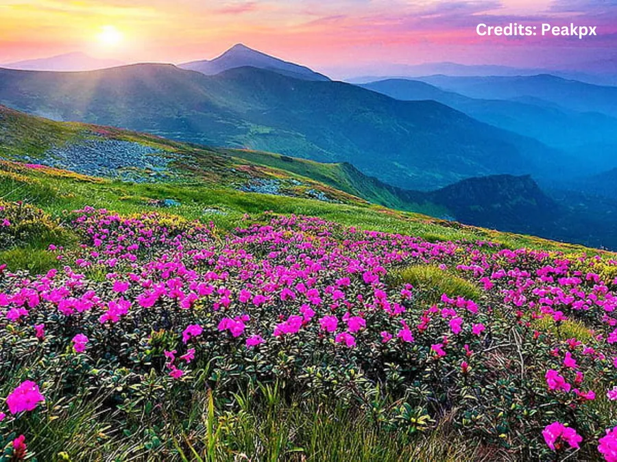 Vibrant flower valleys of India that will take your breath away