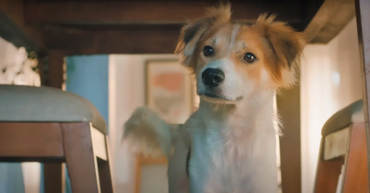 MARS Petcare encourages Indian citizens to adopt desi dogs with ...