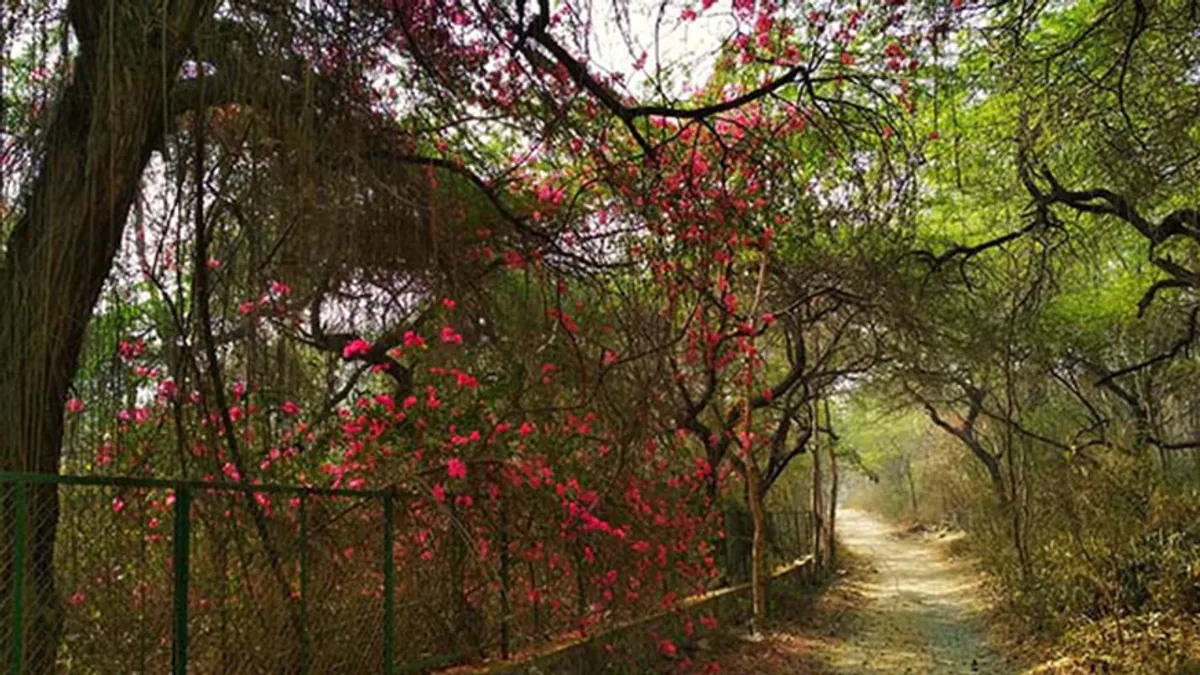 Delhi Ridge: Over 800 Hectares Of Forest Land Under Encroachment ...