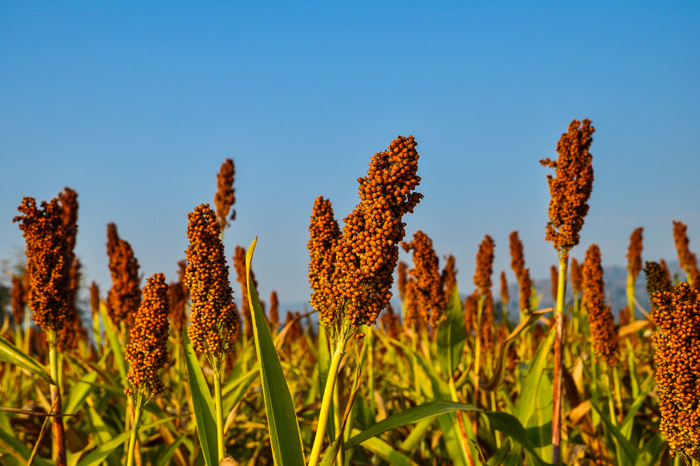 The History of Millets: From Ancient Grains to Modern Superfoods