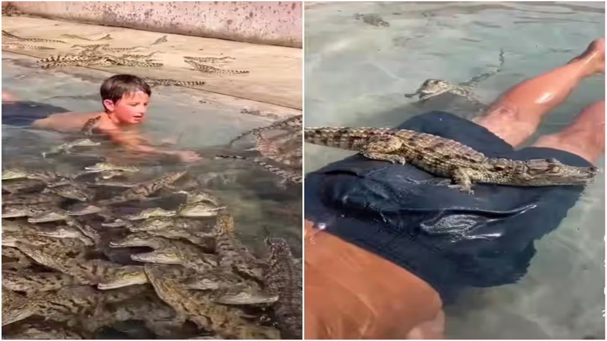 শ'য়ে শ'য়ে কুমিরের মাঝে সাঁতার শিশুর, আঁতকে ওঠার মত ভিডিও ভাইরাল!