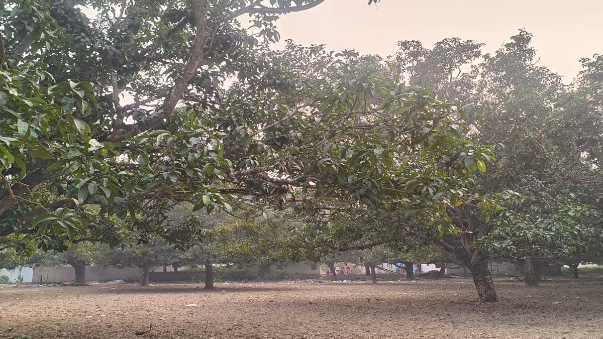 Malda Mango: মাঘের গোড়ায় হাহাকার! মাথায় হাত আম চাষিদের