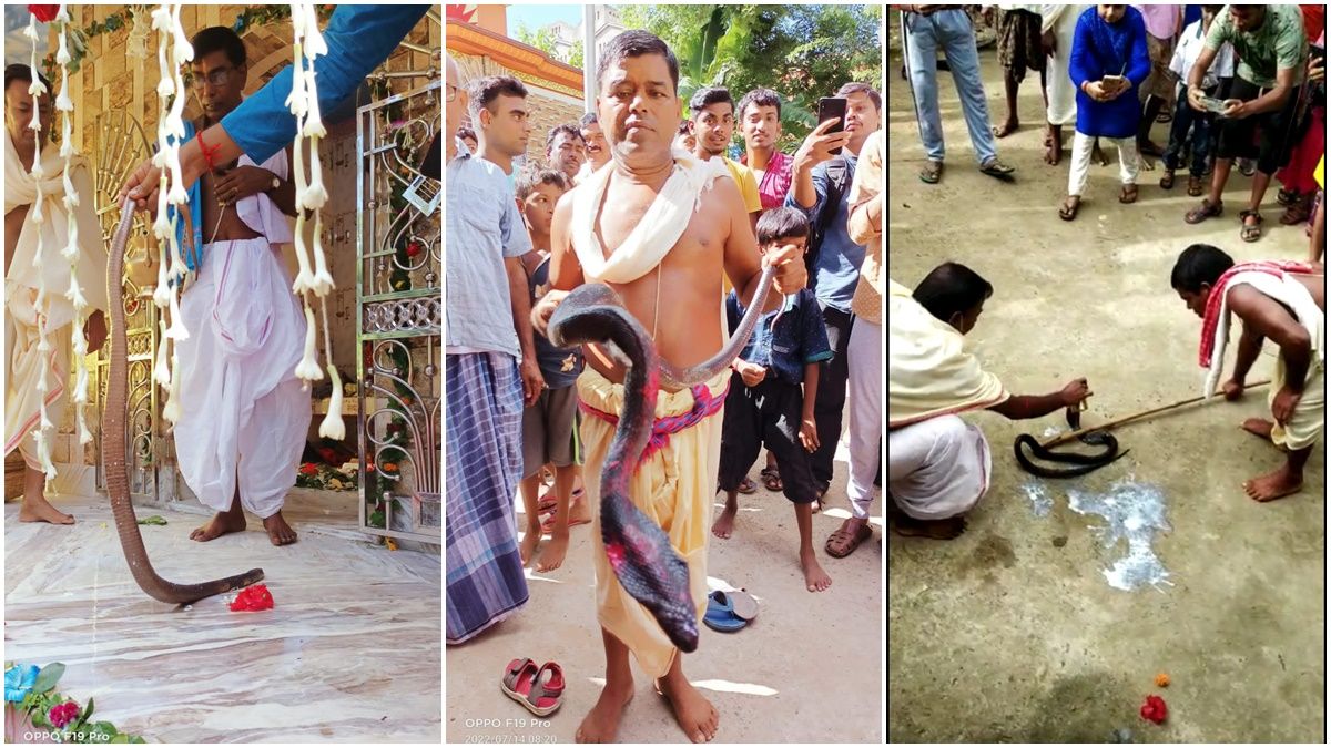Jhanklai: দেবীজ্ঞানে পূজিত বিষধর কেউটে 'ঝাঁকলাই'! সাপ নিয়ে বাংলার ...