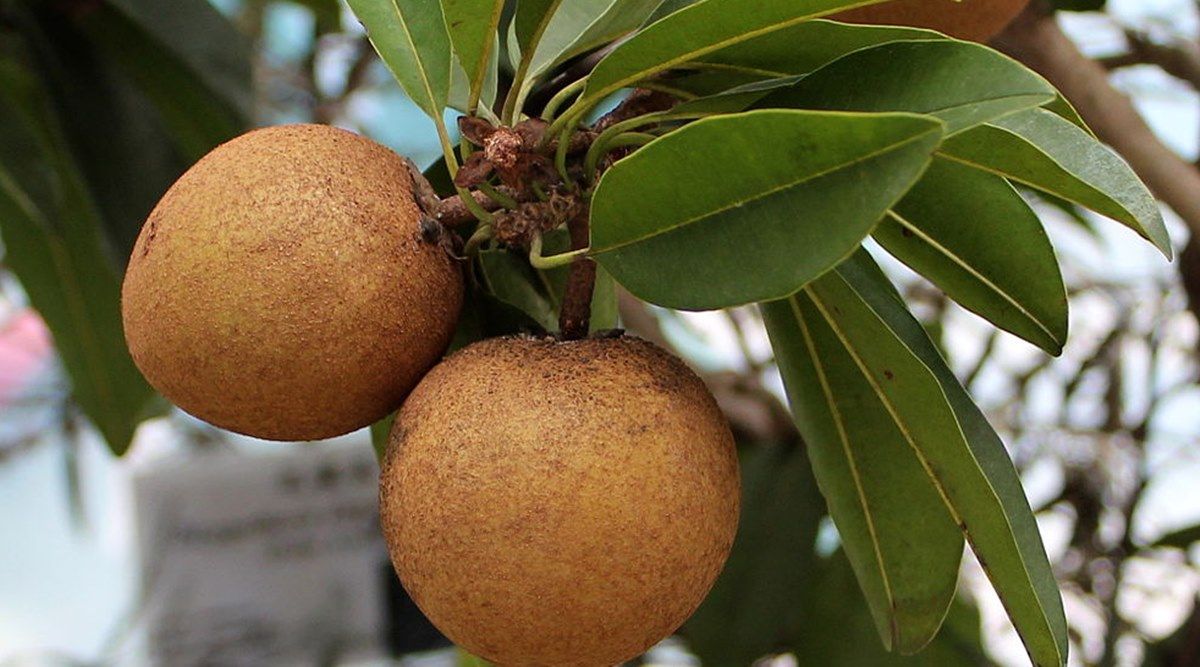 ദഹനത്തെ സഹായിക്കും, ജലദോഷം, ചുമ എന്നിവ അകറ്റും; സപ്പോട്ടയുടെ ആരോഗ്യ ഗുണങ്ങൾ