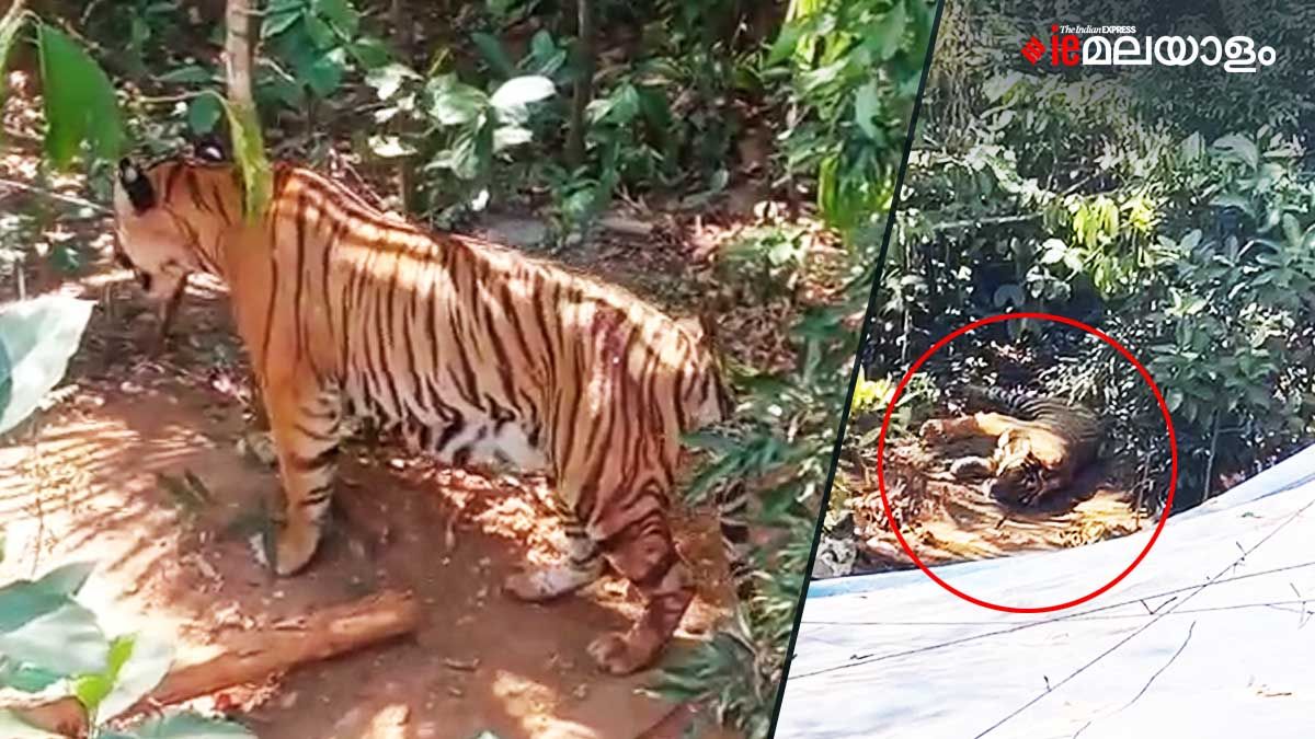 വയനാട്ടില്‍ കര്‍ഷകനെ കൊലപ്പെടുത്തിയ കടുവയെ പിടികൂടി