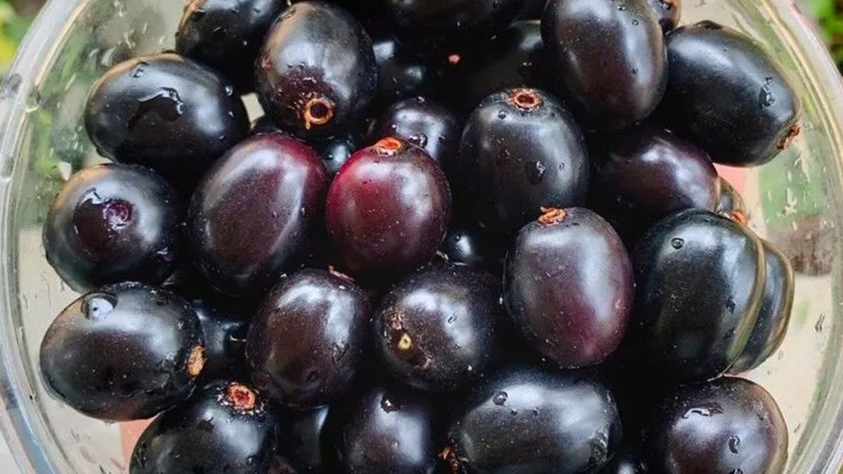 പ്രമേഹരോഗികൾക്ക് ഞാവൽ പഴം കഴിക്കാമോ? ആരോഗ്യ ഗുണങ്ങൾ