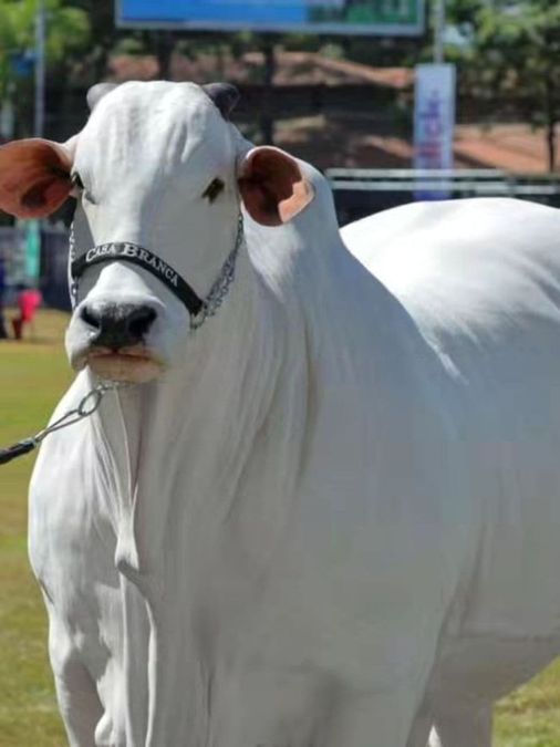 World's Most Expensive Cow: Nelore Breed from India sold for 40 Crore ...
