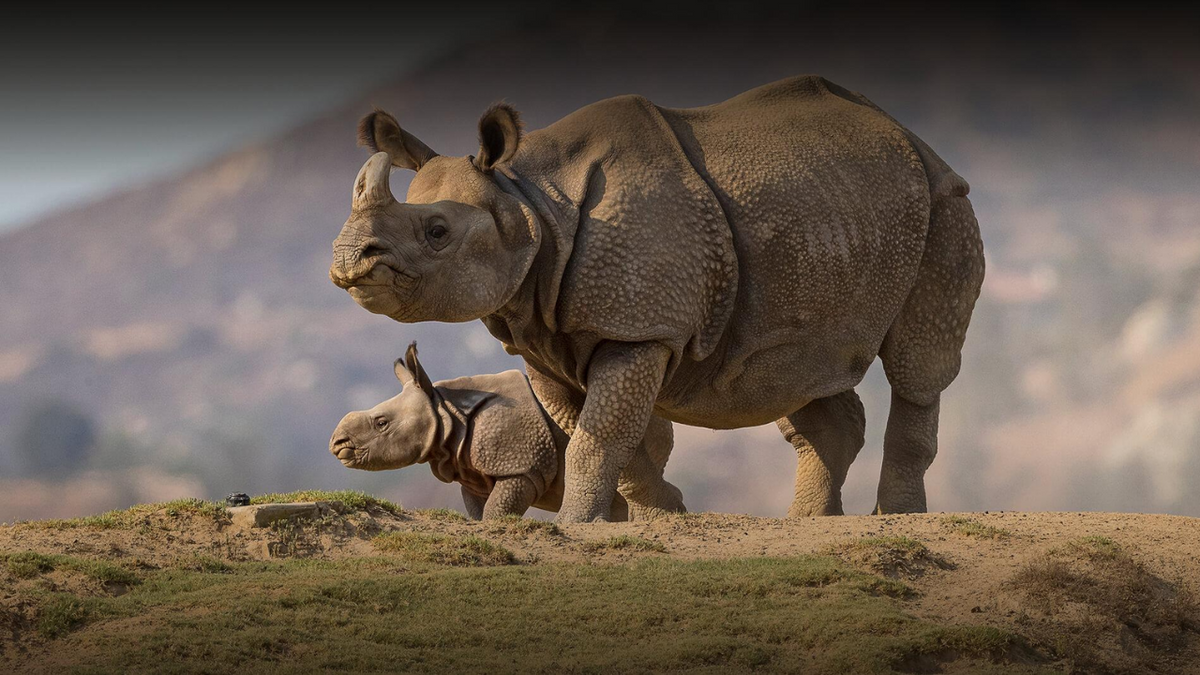 You can Find Endangered Species of One-Horned Rhinos Only in These 3 ...