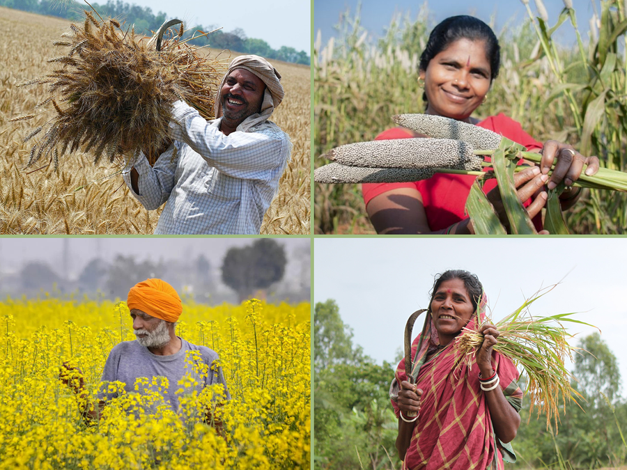 What are the rabi crops harvested in India?
