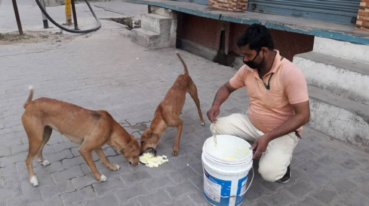 Meet the NGOs feeding stray animals and helping them survive during the ...