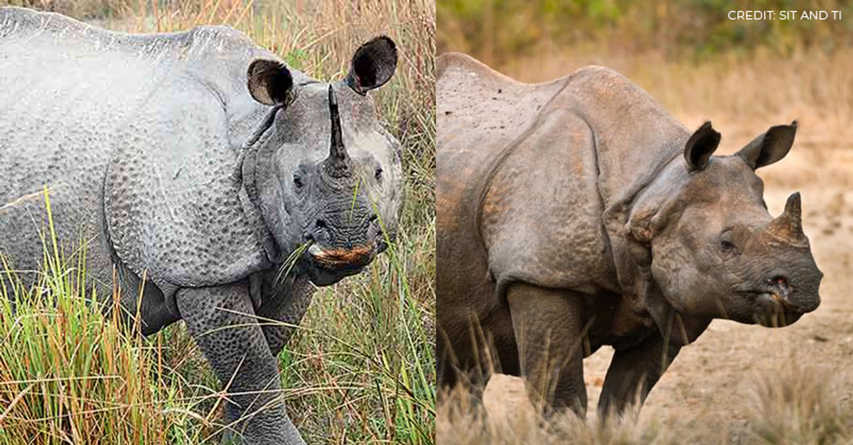 Visit these National parks of India and spot Indian rhinos in the wild ...