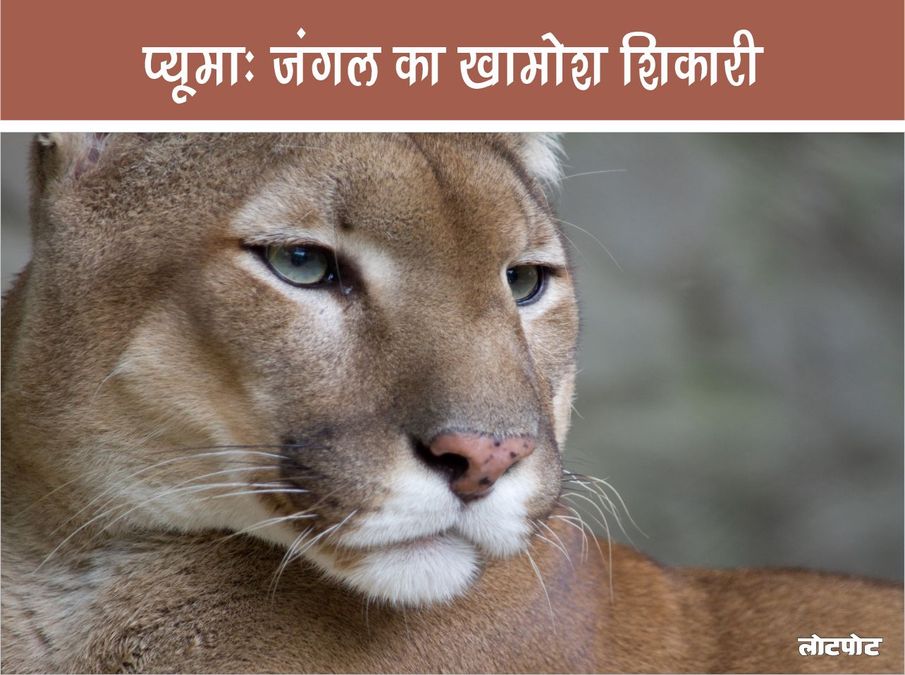 Puma: जंगल का खामोश शिकारी