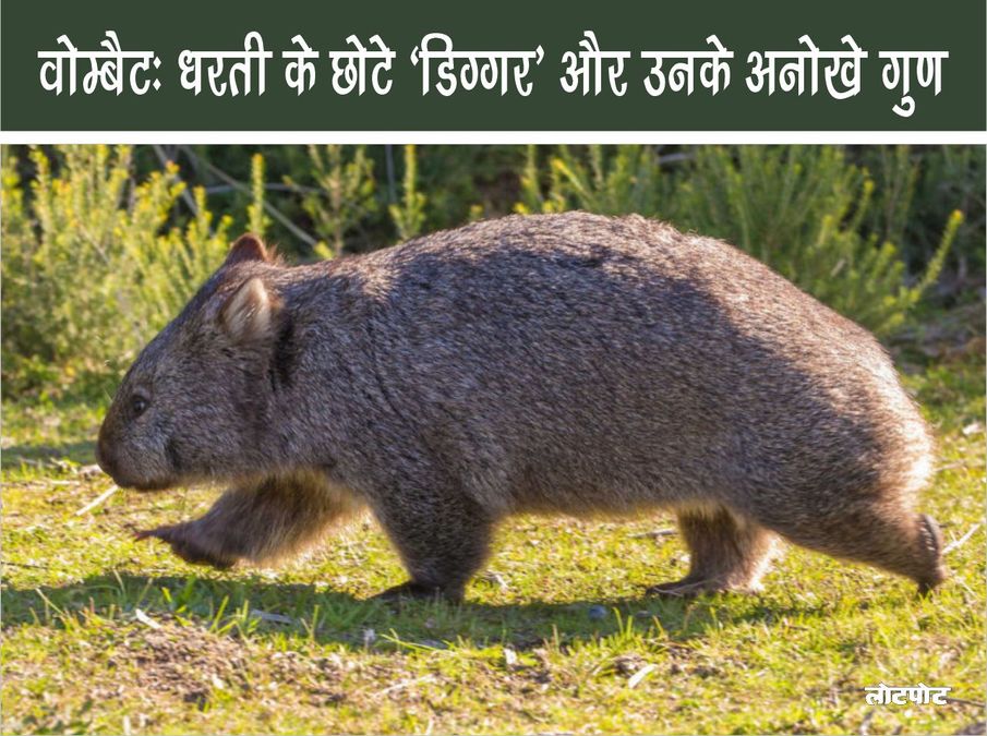 Wombat: धरती के छोटे 'डिग्गर' और उनके अनोखे गुण