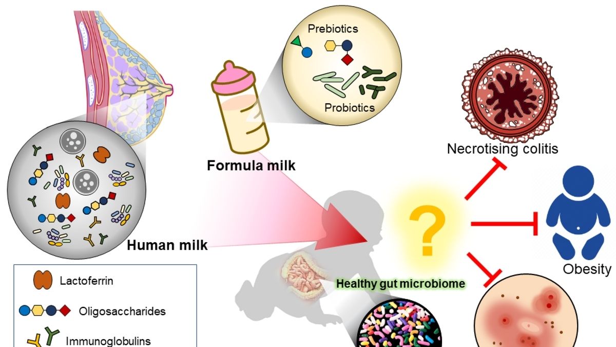 Unlocking the Secrets of Breastmilk: A Deep Dive into Its Role in ...