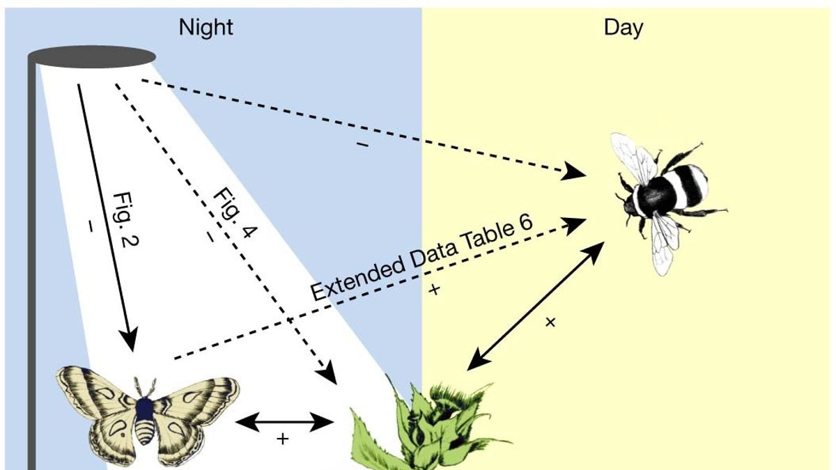 The Impact of Artificial Light at Night on Ecosystems: A Comprehensive ...