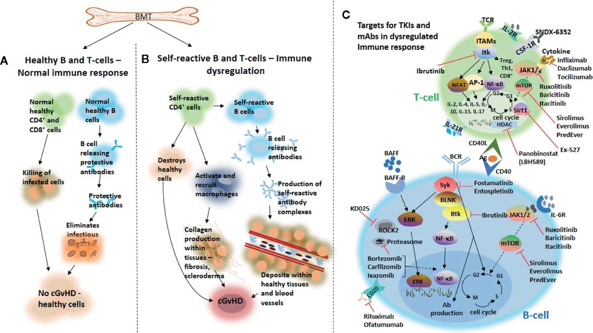 Axatilimab: A Promising New Therapeutic Strategy for Chronic Graft ...