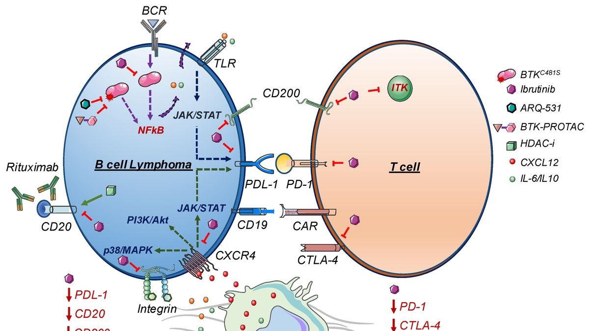Understanding the Role of BTK and PLCG2 Mutations in Chronic ...