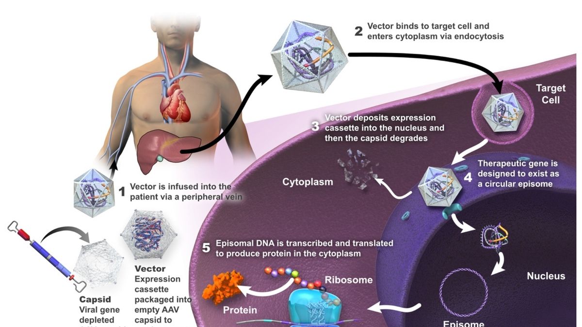 A New Era in Hemophilia Treatment: FDA Approves Two Gene Therapies