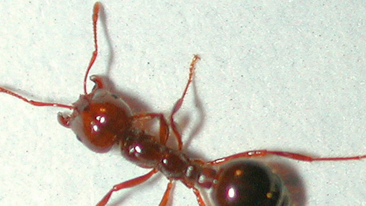 The Red Imported Fire Ants: A Growing Health and Biosecurity Threat in ...