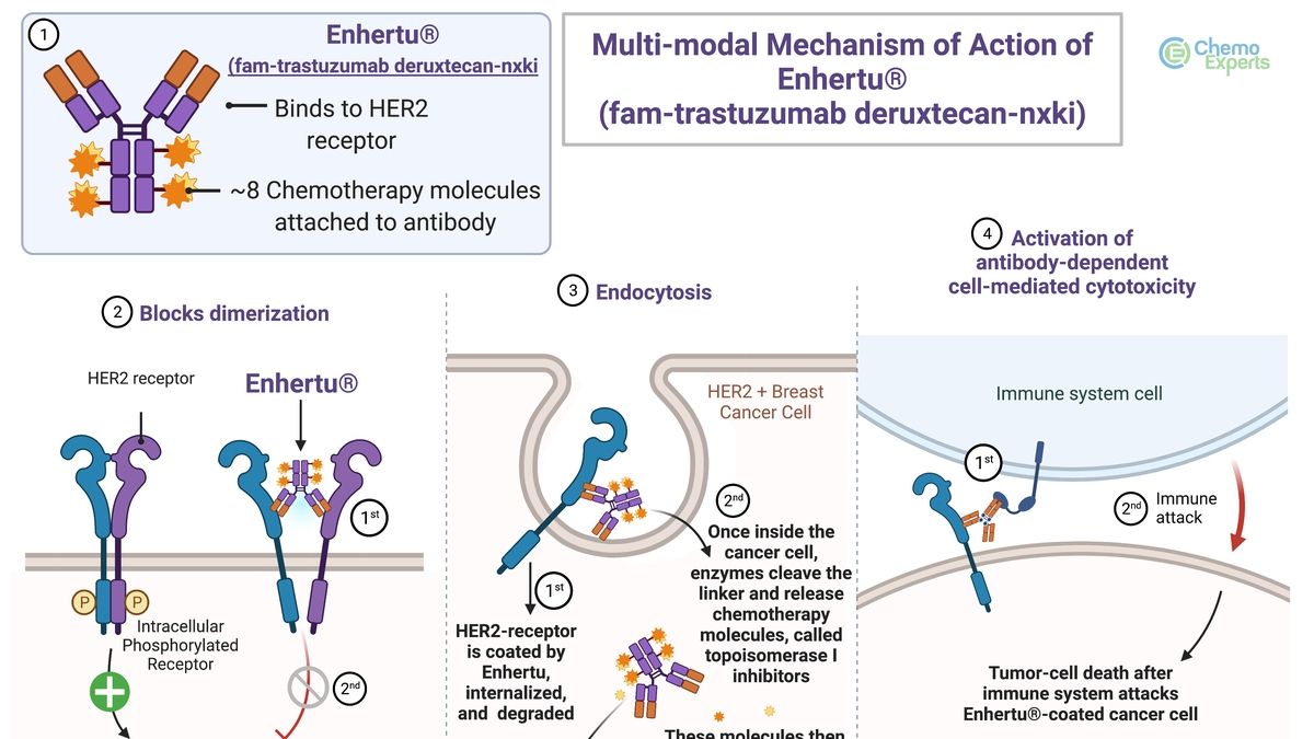 Trastuzumab Deruxtecan: A Game-Changer in Gynecologic Cancers Treatment